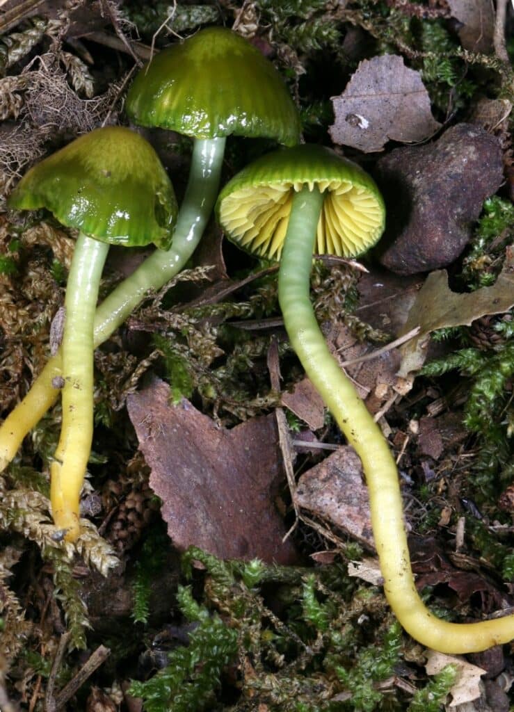 Waxy Cap Mushrooms: Comprehensive Identification Guide - Mushroom ...