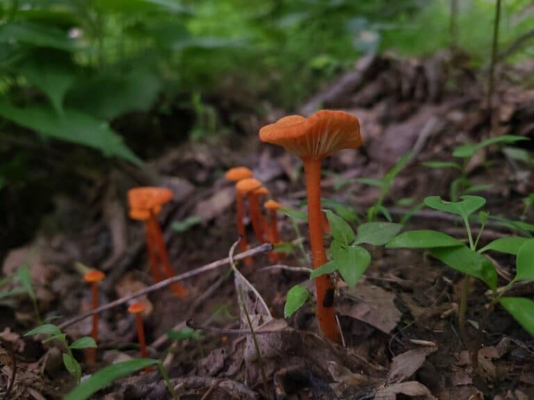 Waxy Cap Mushrooms: Comprehensive Identification Guide - Mushroom ...
