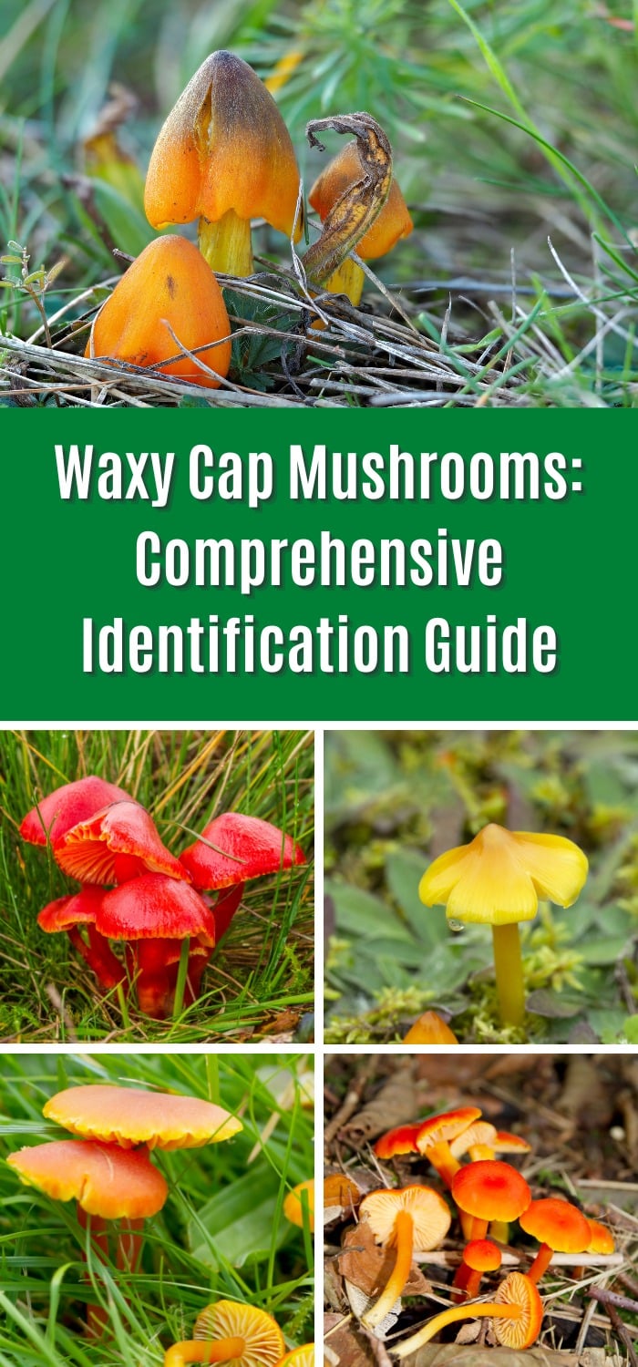 Waxy Cap Mushrooms: Comprehensive Identification Guide - Mushroom ...