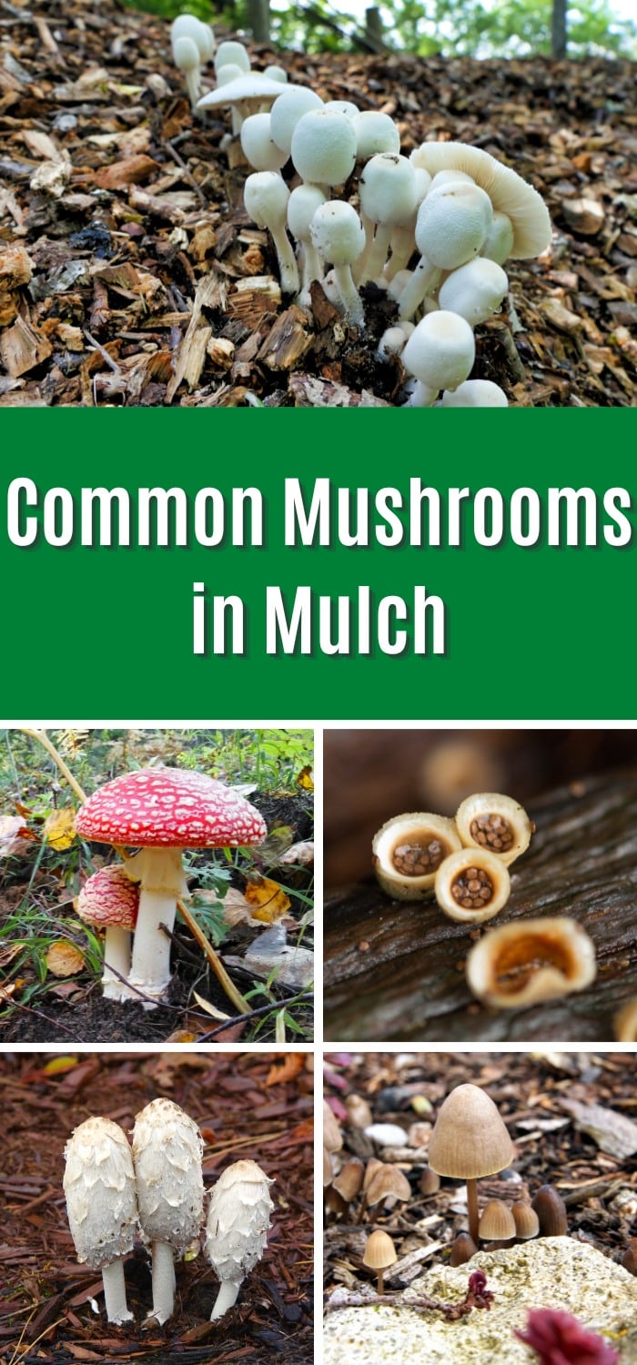 Common Mushrooms in Mulch - Mushroom Appreciation