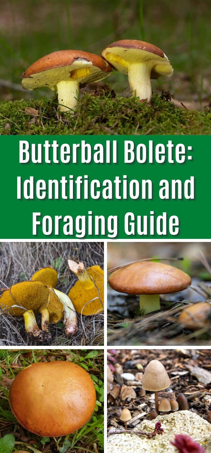 Butterball Bolete: Identification and Foraging Guide - Mushroom ...