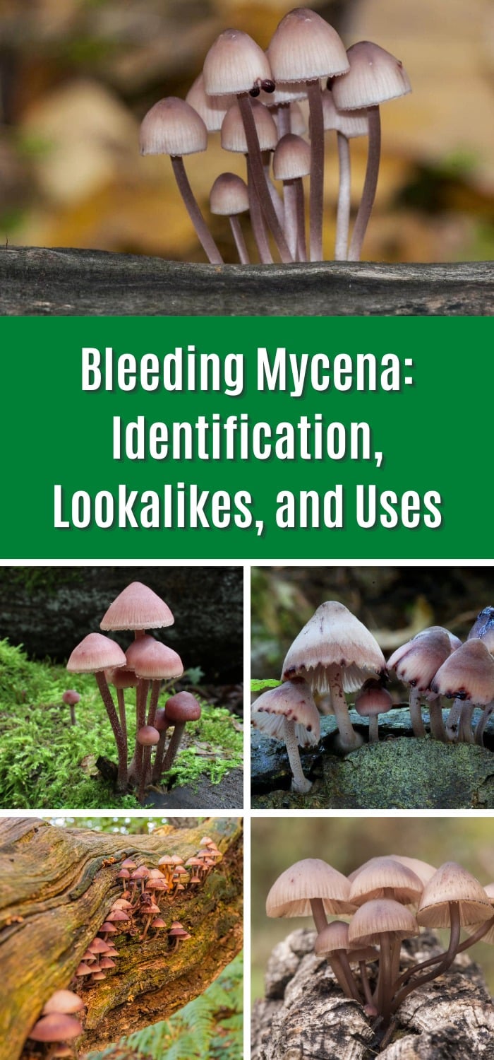 Bleeding Mycena: Identification, Lookalikes, and Uses - Mushroom ...