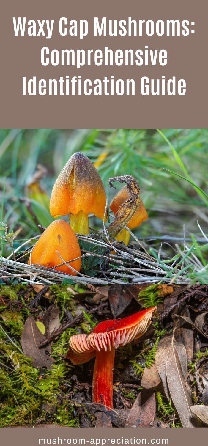 Waxy Cap Mushrooms: Comprehensive Identification Guide - Mushroom ...