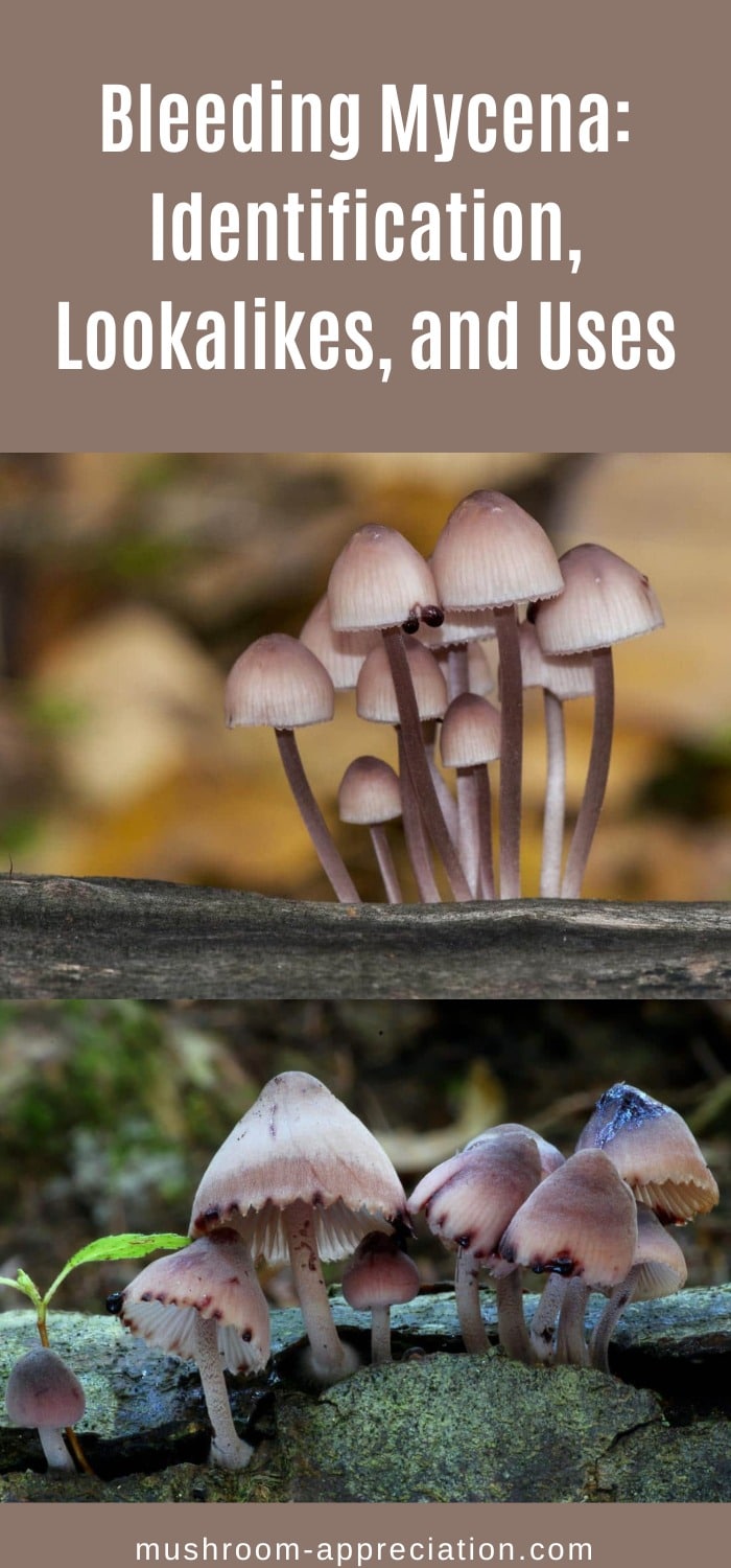 Bleeding Mycena: Identification, Lookalikes, and Uses - Mushroom ...