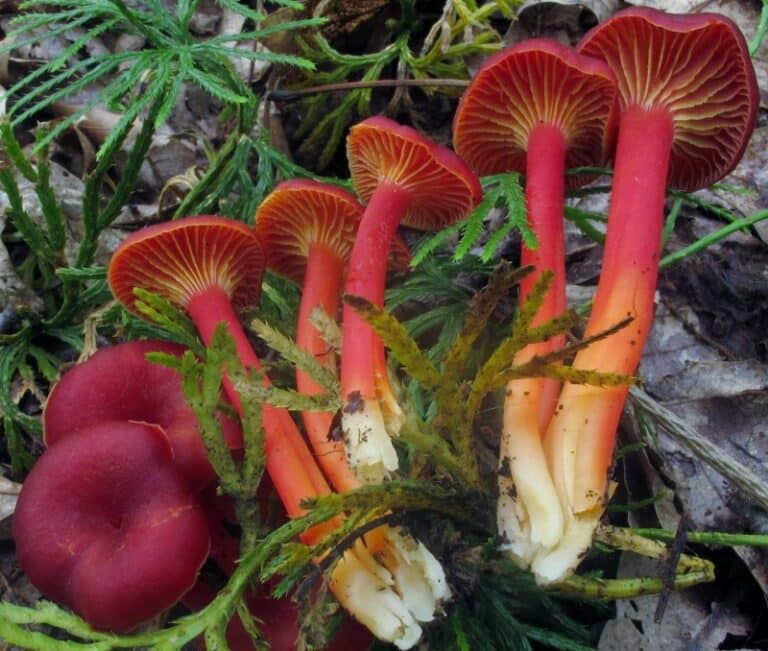 Waxy Cap Mushrooms: Comprehensive Identification Guide - Mushroom ...