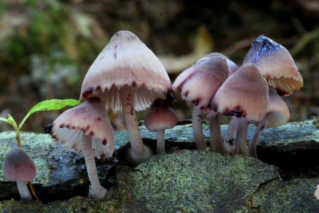 Bleeding Mycena: Identification, Lookalikes, and Uses - Mushroom ...