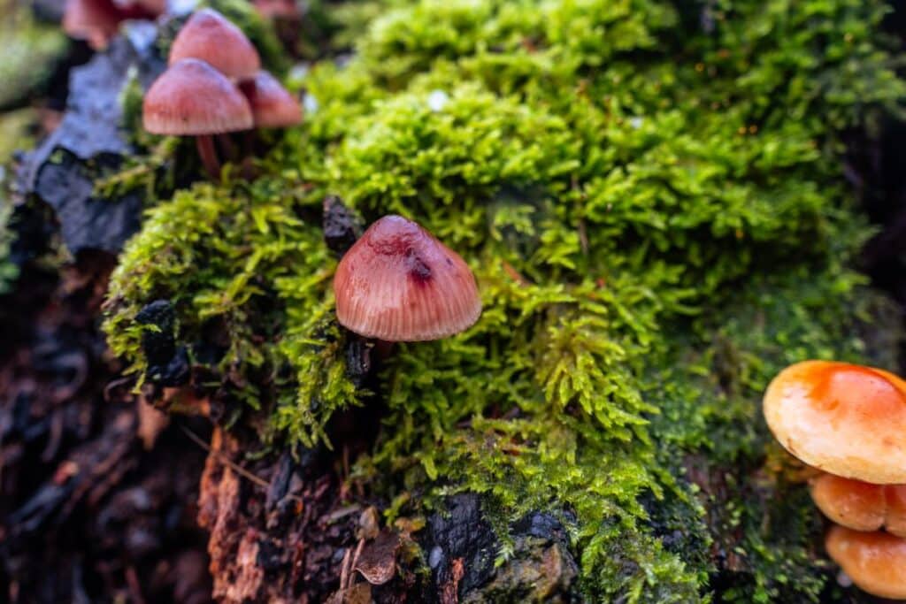 Bleeding Mycena: Identification, Lookalikes, and Uses - Mushroom ...
