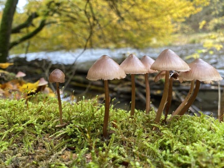 Bleeding Mycena: Identification, Lookalikes, and Uses - Mushroom ...