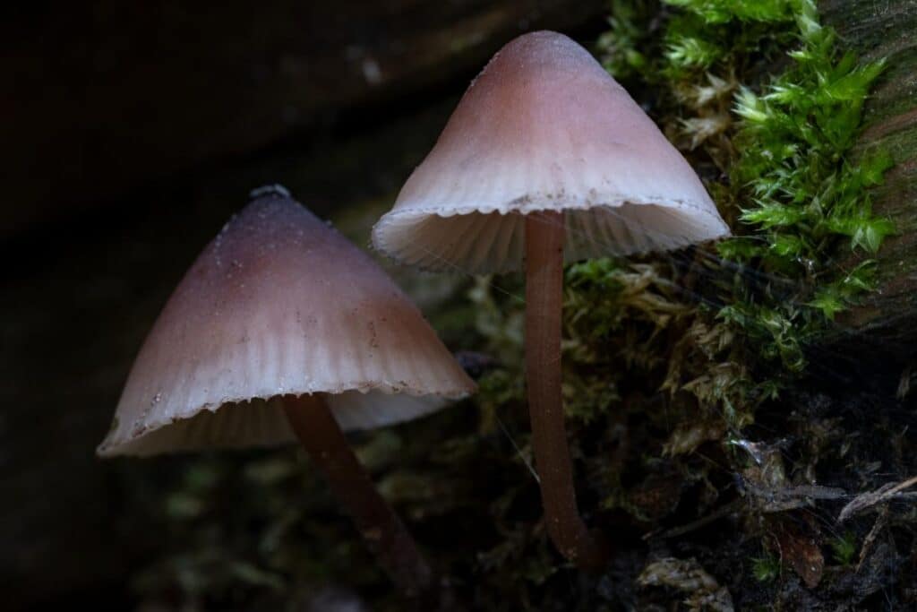 Bleeding Mycena: Identification, Lookalikes, and Uses - Mushroom ...