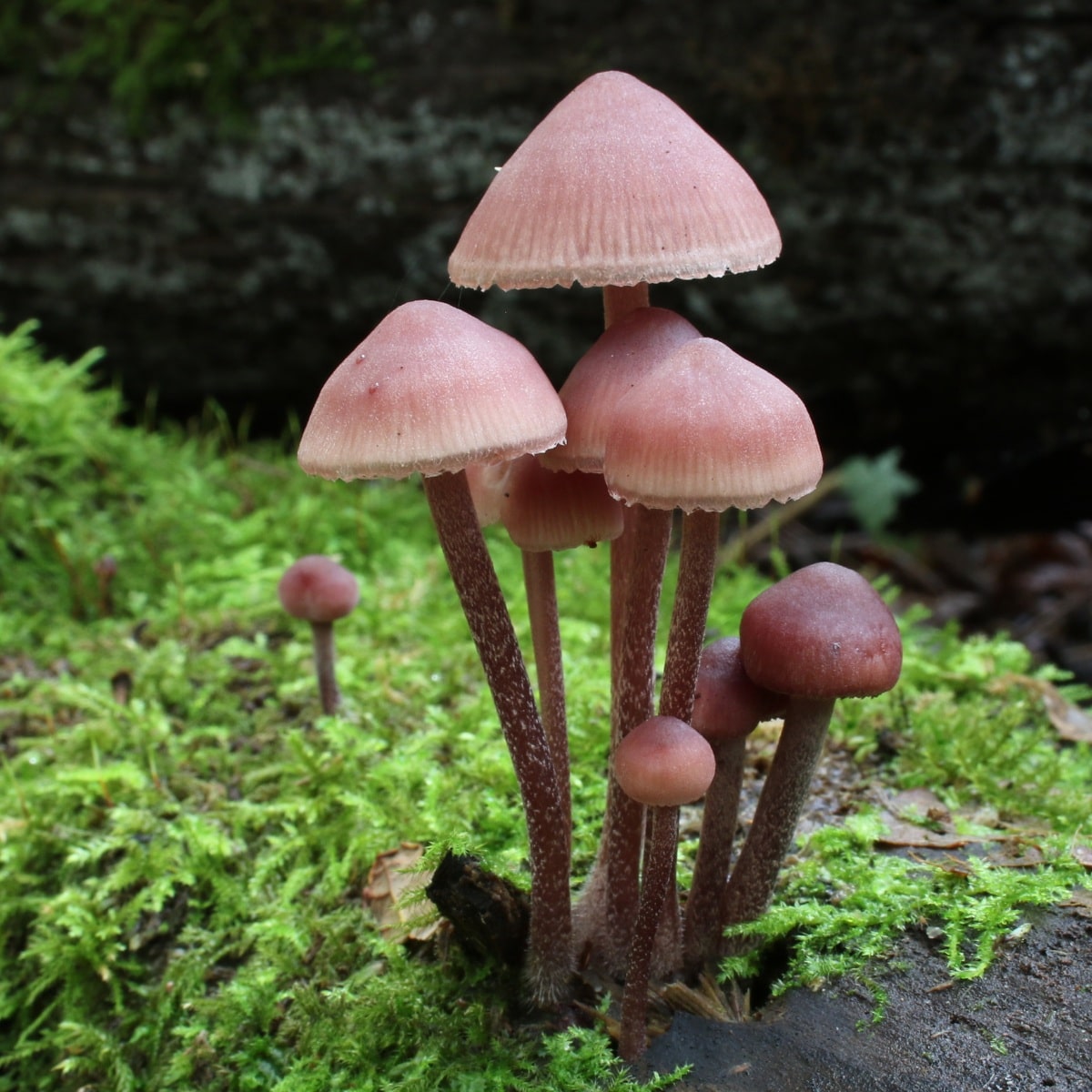 Black Trumpet Mushrooms: Identification and Foraging Guide - Mushroom ...
