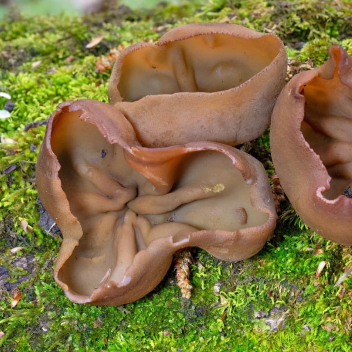 Mushroom Species - Mushroom Appreciation