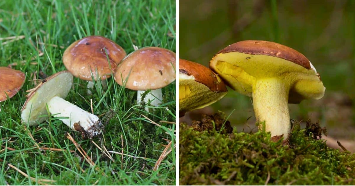 Butterball Bolete: Identification and Foraging Guide - Mushroom ...