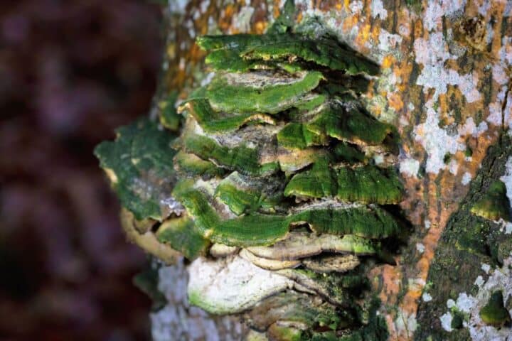 Mossy Maze Polypore: Identification and Lookalikes - Mushroom Appreciation