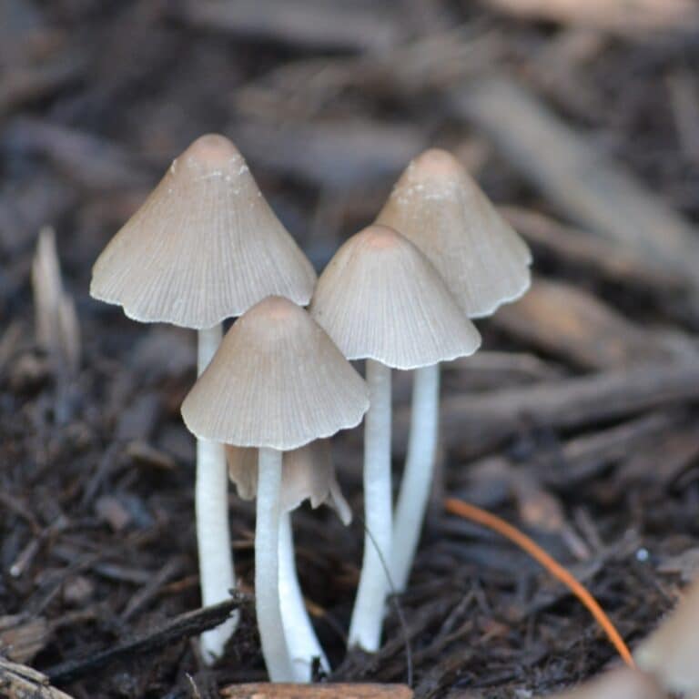 Common Mushrooms in Mulch - Mushroom Appreciation