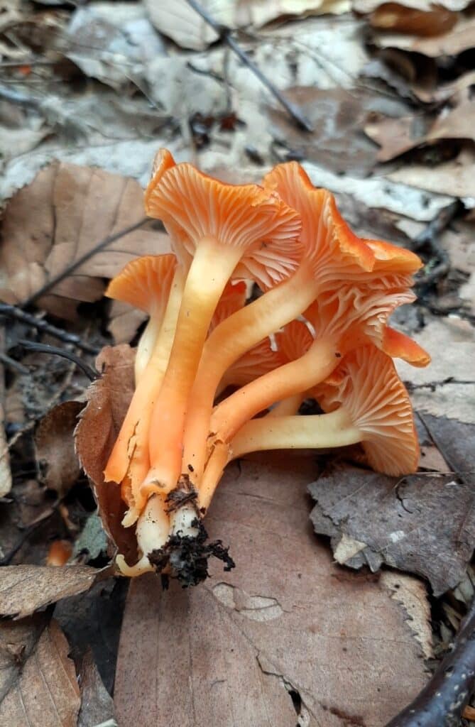 Waxy Cap Mushrooms: Comprehensive Identification Guide - Mushroom ...