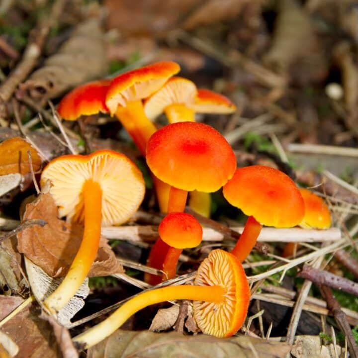 Waxy Cap Mushrooms: Comprehensive Identification Guide - Mushroom ...