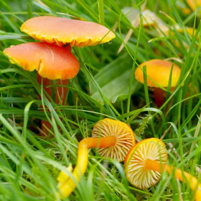 Waxy Cap Mushrooms: Comprehensive Identification Guide - Mushroom ...