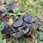 Waxy Cap Mushrooms: Comprehensive Identification Guide - Mushroom ...