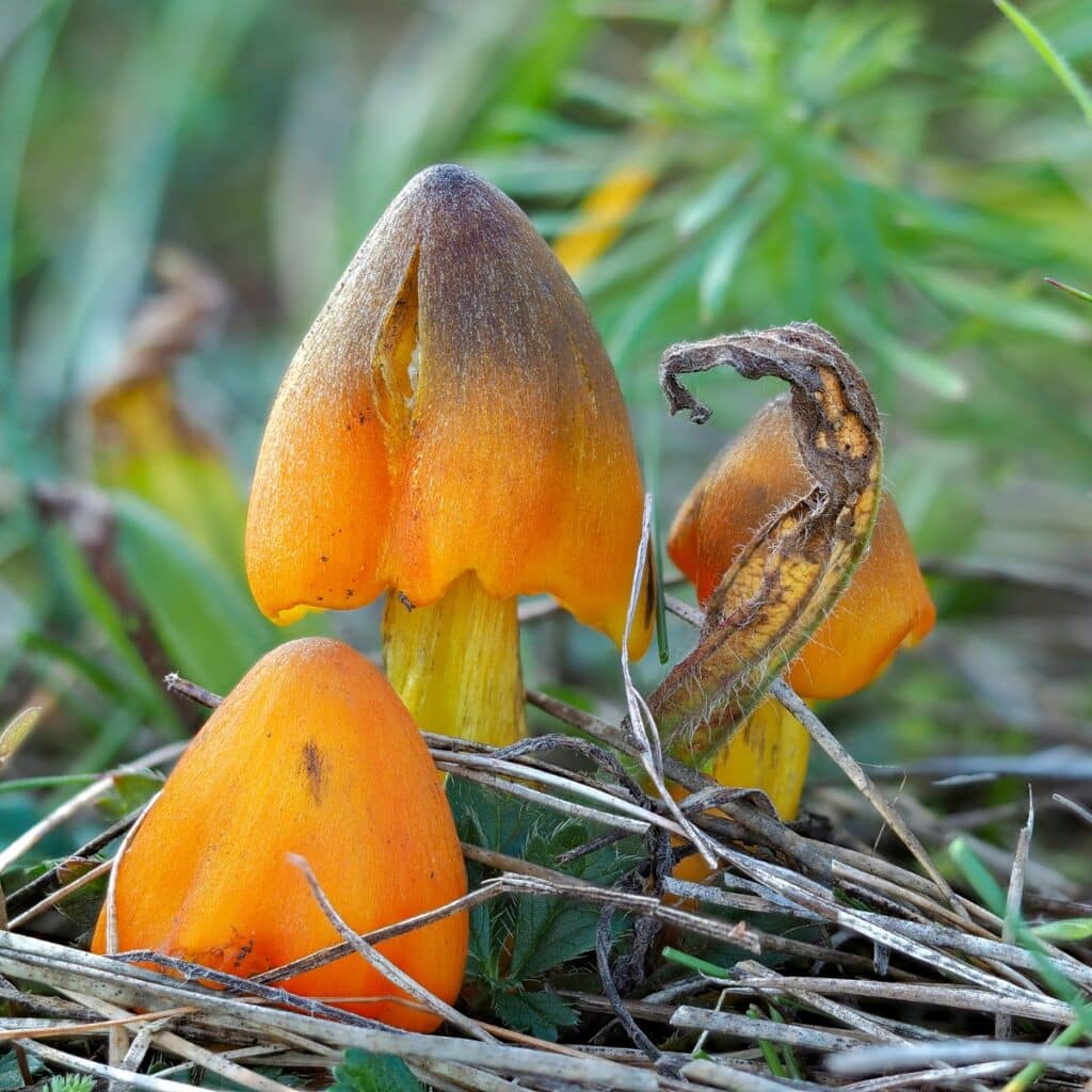 Waxy Cap Mushrooms: Comprehensive Identification Guide - Mushroom ...