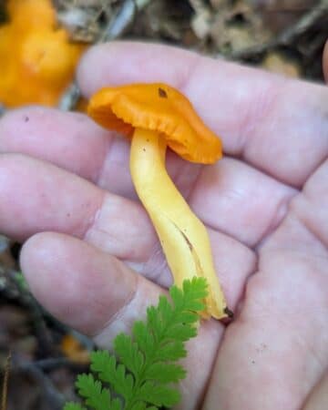 Waxy Cap Mushrooms: Comprehensive Identification Guide - Mushroom ...