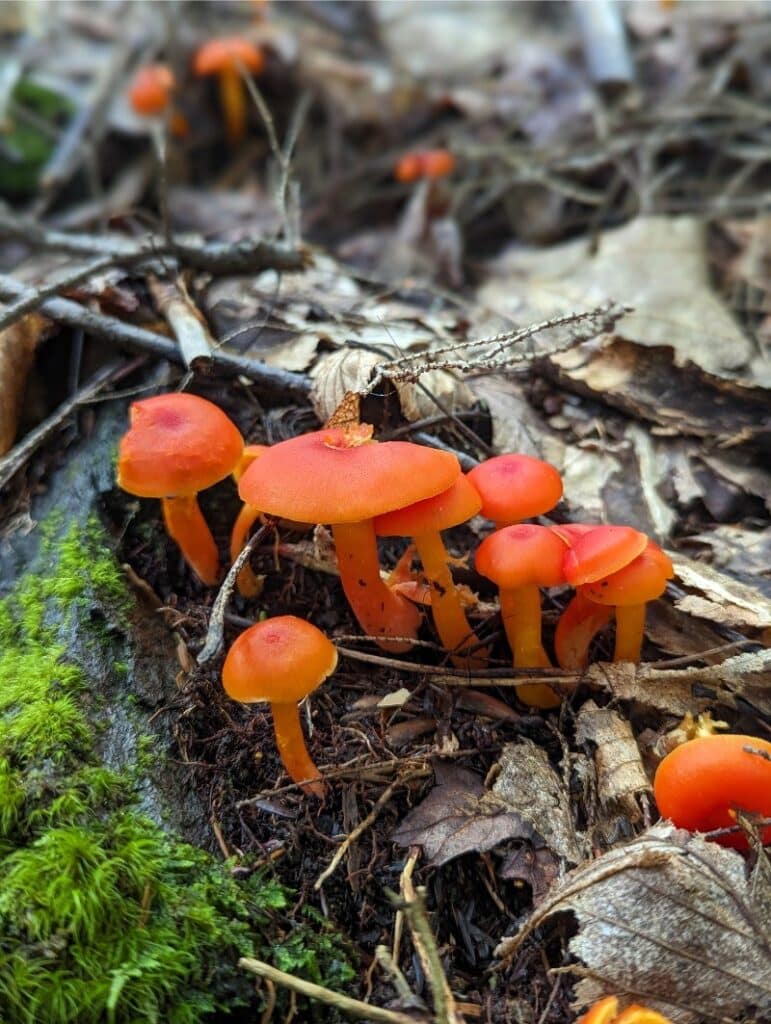 Waxy Cap Mushrooms: Comprehensive Identification Guide - Mushroom ...