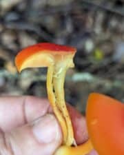 Waxy Cap Mushrooms: Comprehensive Identification Guide - Mushroom ...