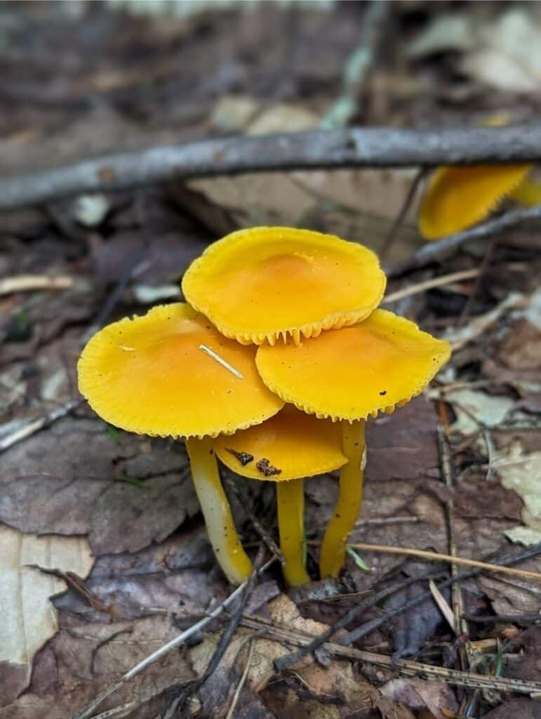 Waxy Cap Mushrooms: Comprehensive Identification Guide - Mushroom ...