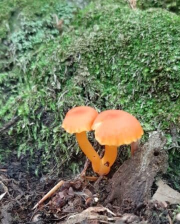 Waxy Cap Mushrooms: Comprehensive Identification Guide - Mushroom ...