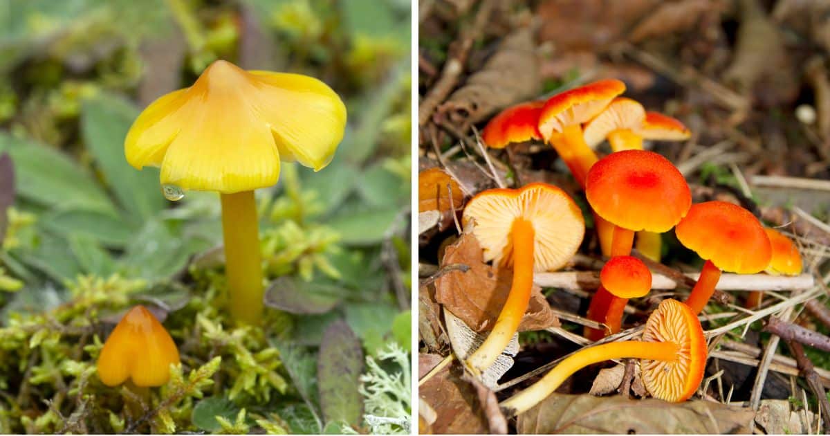 Waxy Cap Mushrooms: Comprehensive Identification Guide - Mushroom ...