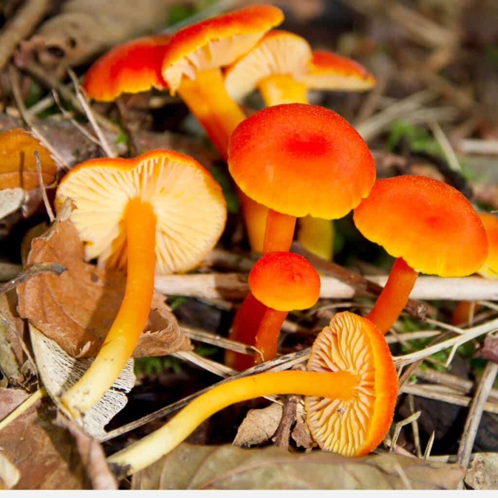 Mushroom Species - Mushroom Appreciation