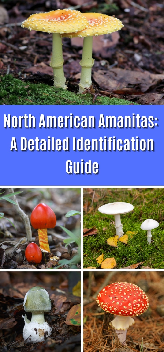 North American Amanitas: A Detailed Identification Guide - Mushroom ...
