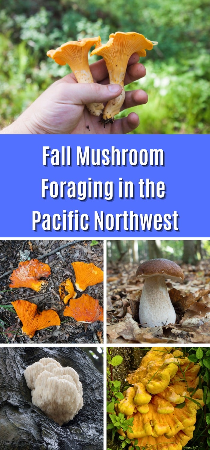 Fall Mushroom Foraging in the Pacific Northwest - Mushroom Appreciation
