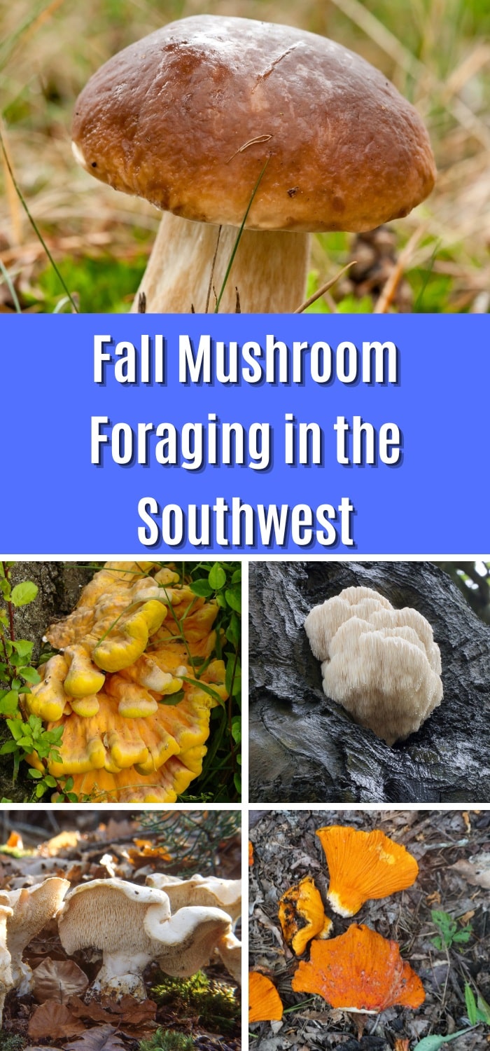 Fall Mushroom Foraging in the Southwest - Mushroom Appreciation