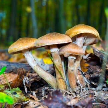 Fall Mushroom Foraging in the Pacific Northwest - Mushroom Appreciation