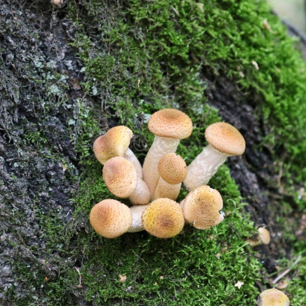 Honey Mushrooms: Identification and Foraging Guide - Mushroom Appreciation