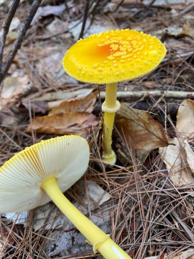 Mushroom Veils: Universal and Partial Veils Explained - Mushroom ...