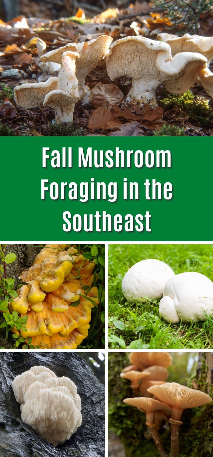 Fall Mushroom Foraging in the Southeast - Mushroom Appreciation