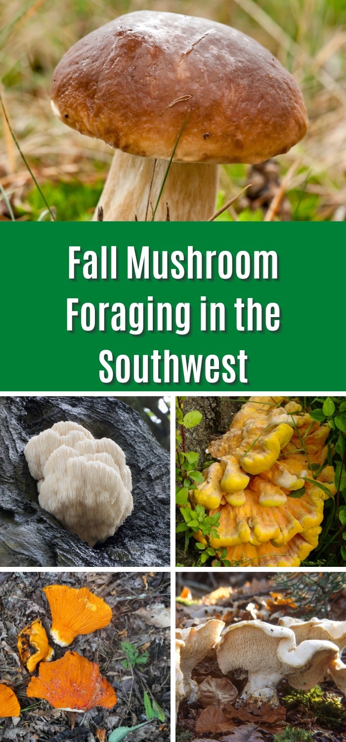 Fall Mushroom Foraging in the Southwest - Mushroom Appreciation
