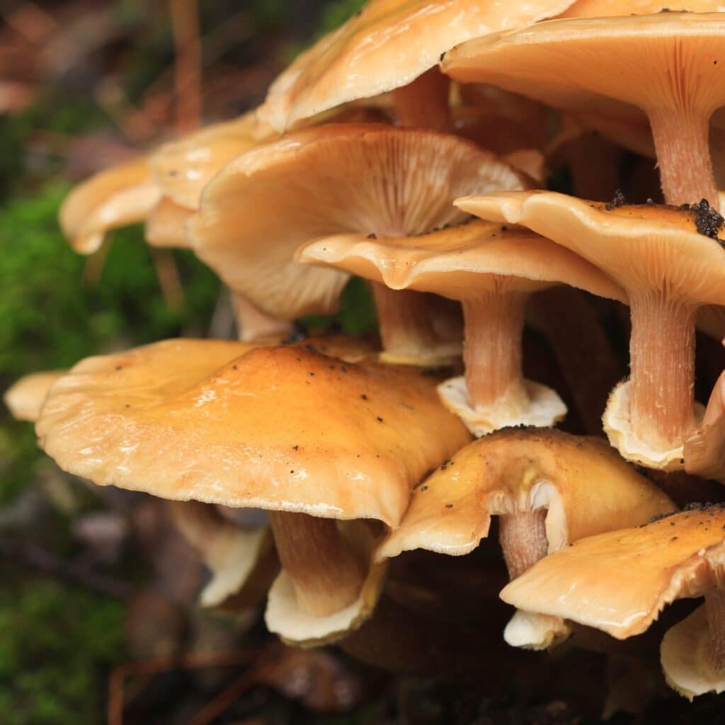 Honey Mushrooms: Identification and Foraging Guide - Mushroom Appreciation