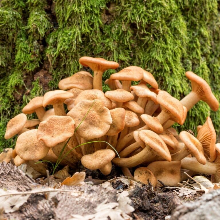 Honey Mushrooms: Identification and Foraging Guide - Mushroom Appreciation