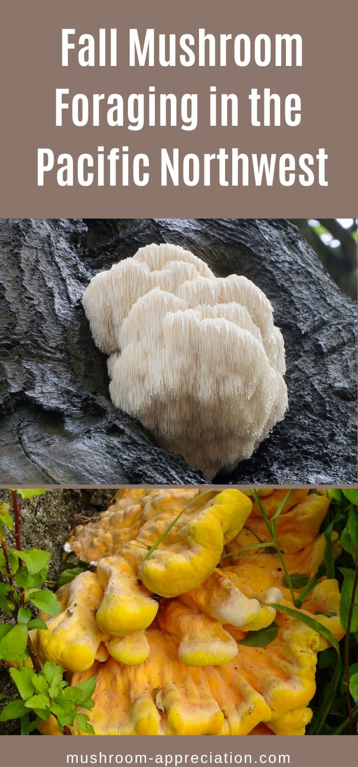 Fall Mushroom Foraging in the Pacific Northwest - Mushroom Appreciation