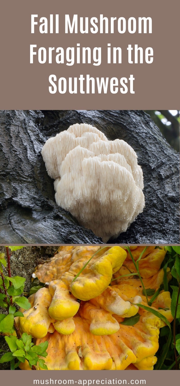 Fall Mushroom Foraging in the Southwest - Mushroom Appreciation