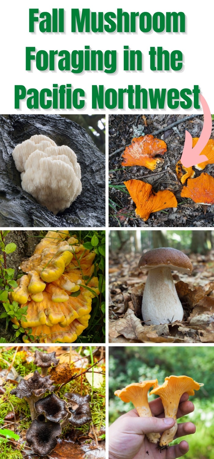 Fall Mushroom Foraging in the Pacific Northwest - Mushroom Appreciation