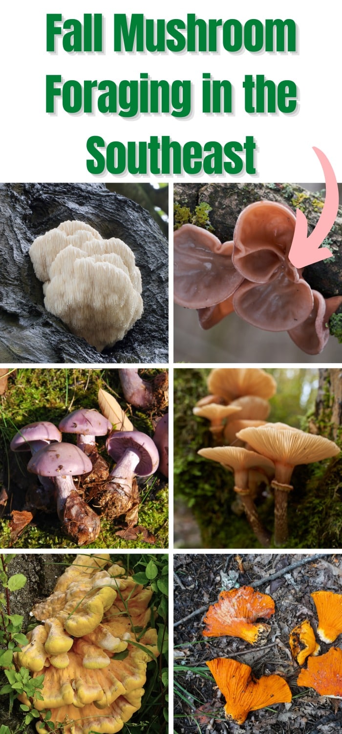 Fall Mushroom Foraging in the Southeast - Mushroom Appreciation