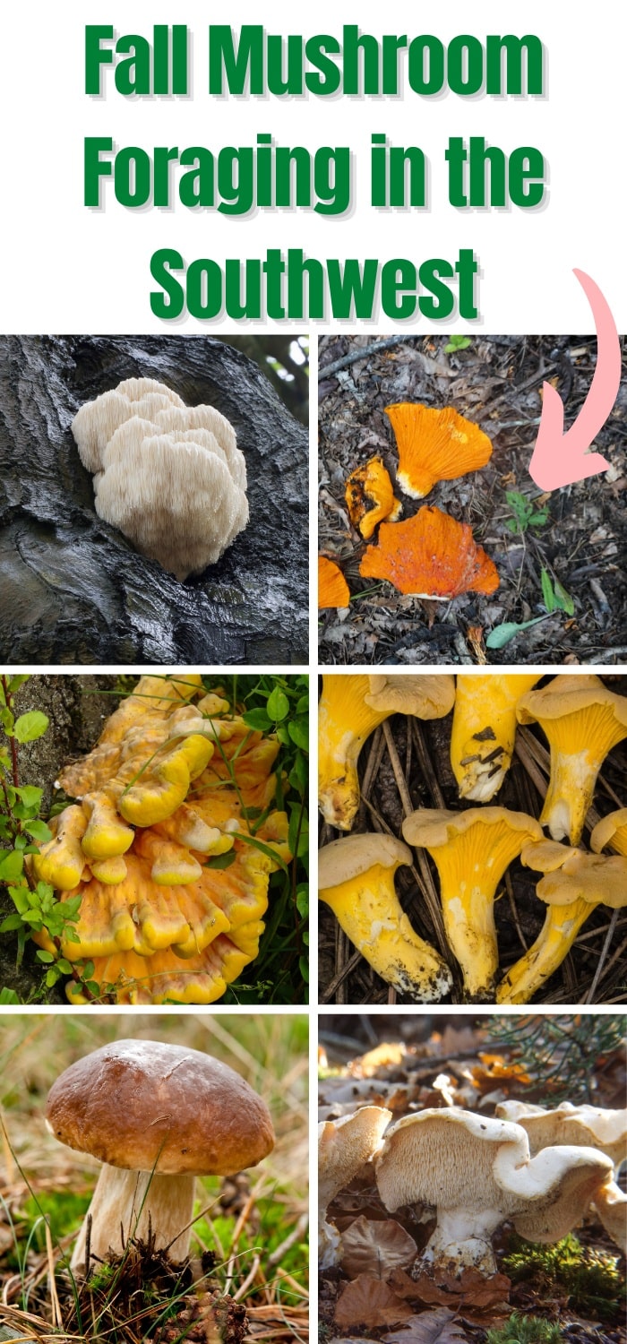 Fall Mushroom Foraging in the Southwest - Mushroom Appreciation