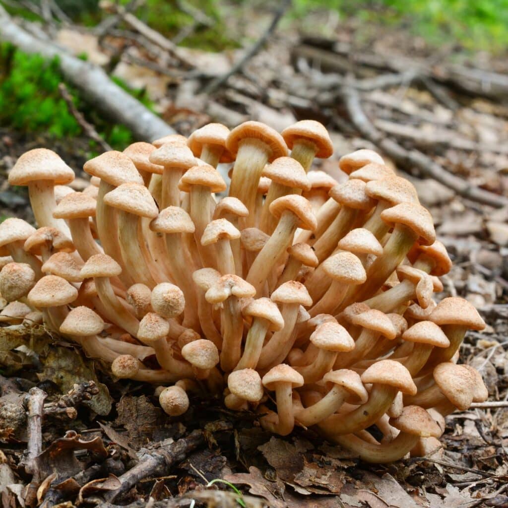 Honey Mushrooms: Identification and Foraging Guide - Mushroom Appreciation