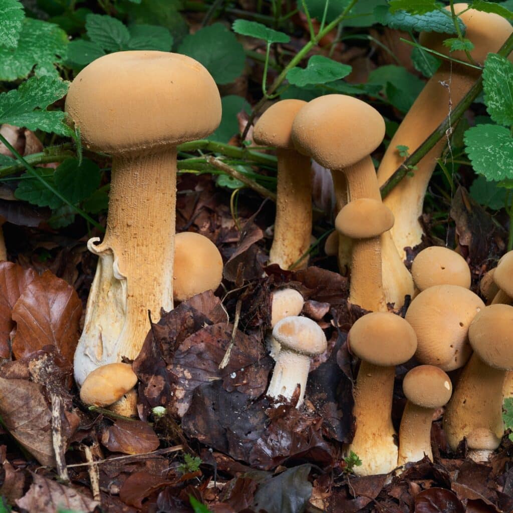 Golden Bootleg Mushroom: Identification and Lookalikes - Mushroom ...