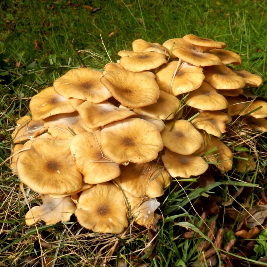 Honey Mushrooms: Identification and Foraging Guide - Mushroom Appreciation