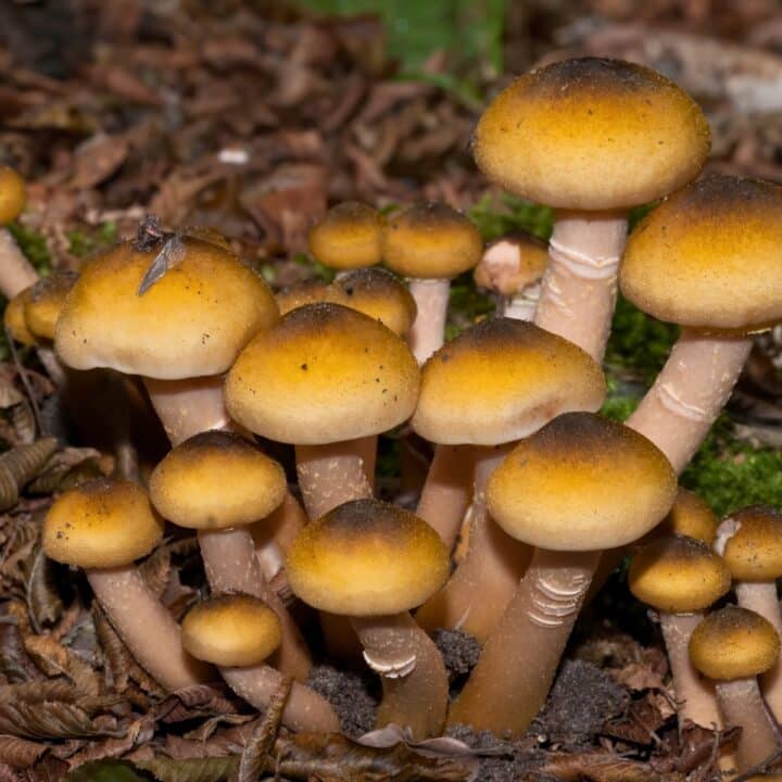 Honey Mushrooms: Identification and Foraging Guide - Mushroom Appreciation