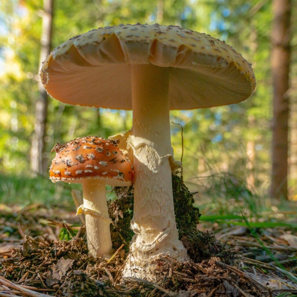 North American Amanitas: A Detailed Identification Guide - Mushroom Appreciation